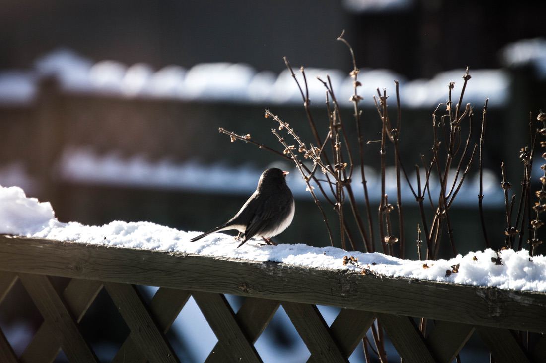 10 Fun Outdoor Winter Activities | Fun Nature Activities