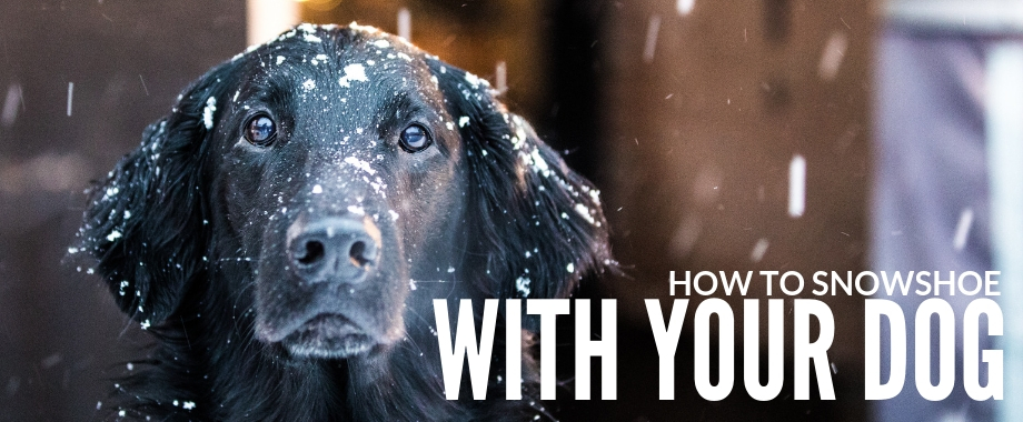 Yukon CharliesTips for Snowshoeing with Dogs | Yukon Charlie's